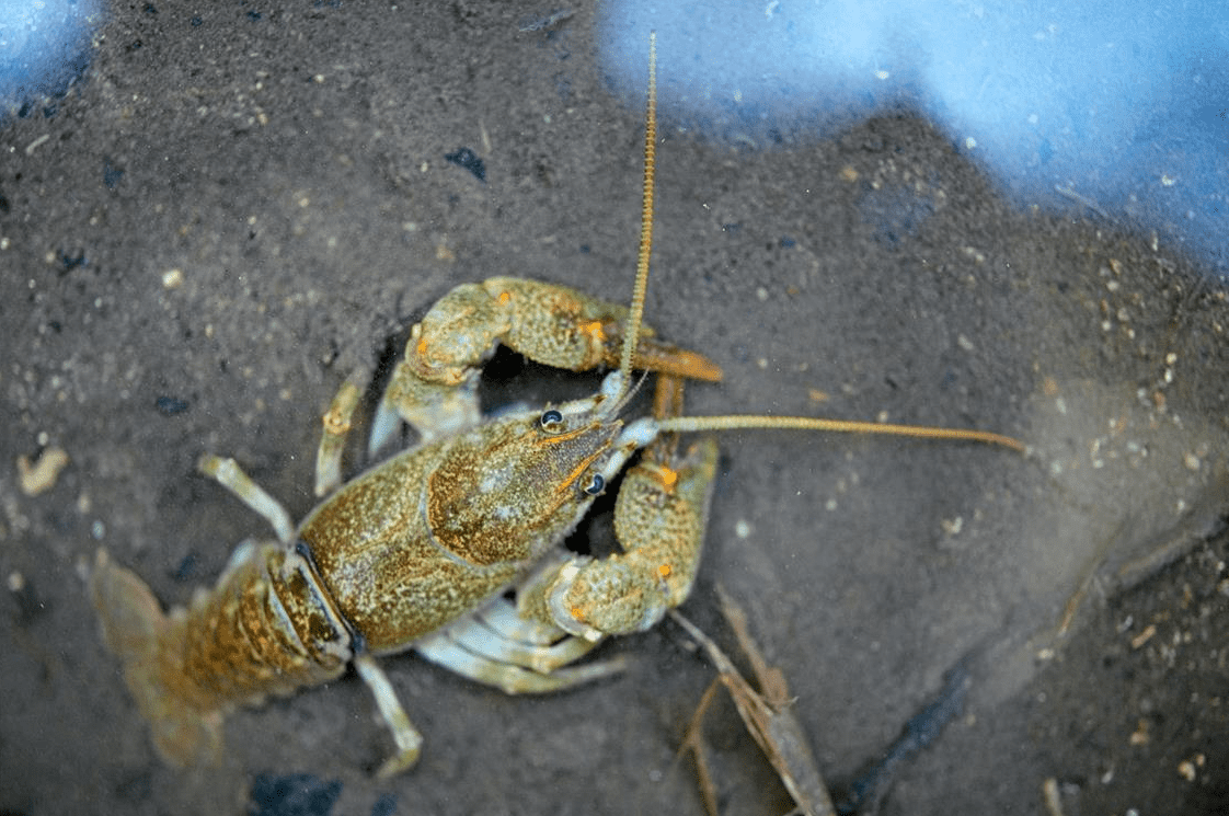 Der Steinkrebs kämpft ums Überleben » Ralf Nentwich